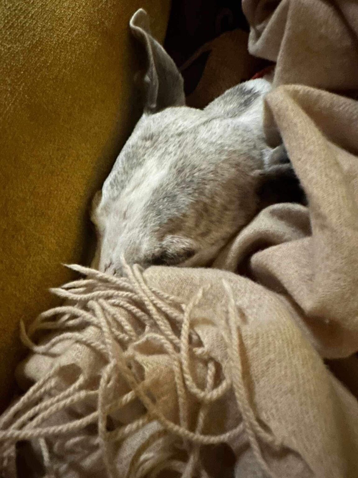 Tang Tang | Candy's Hound Rescue International