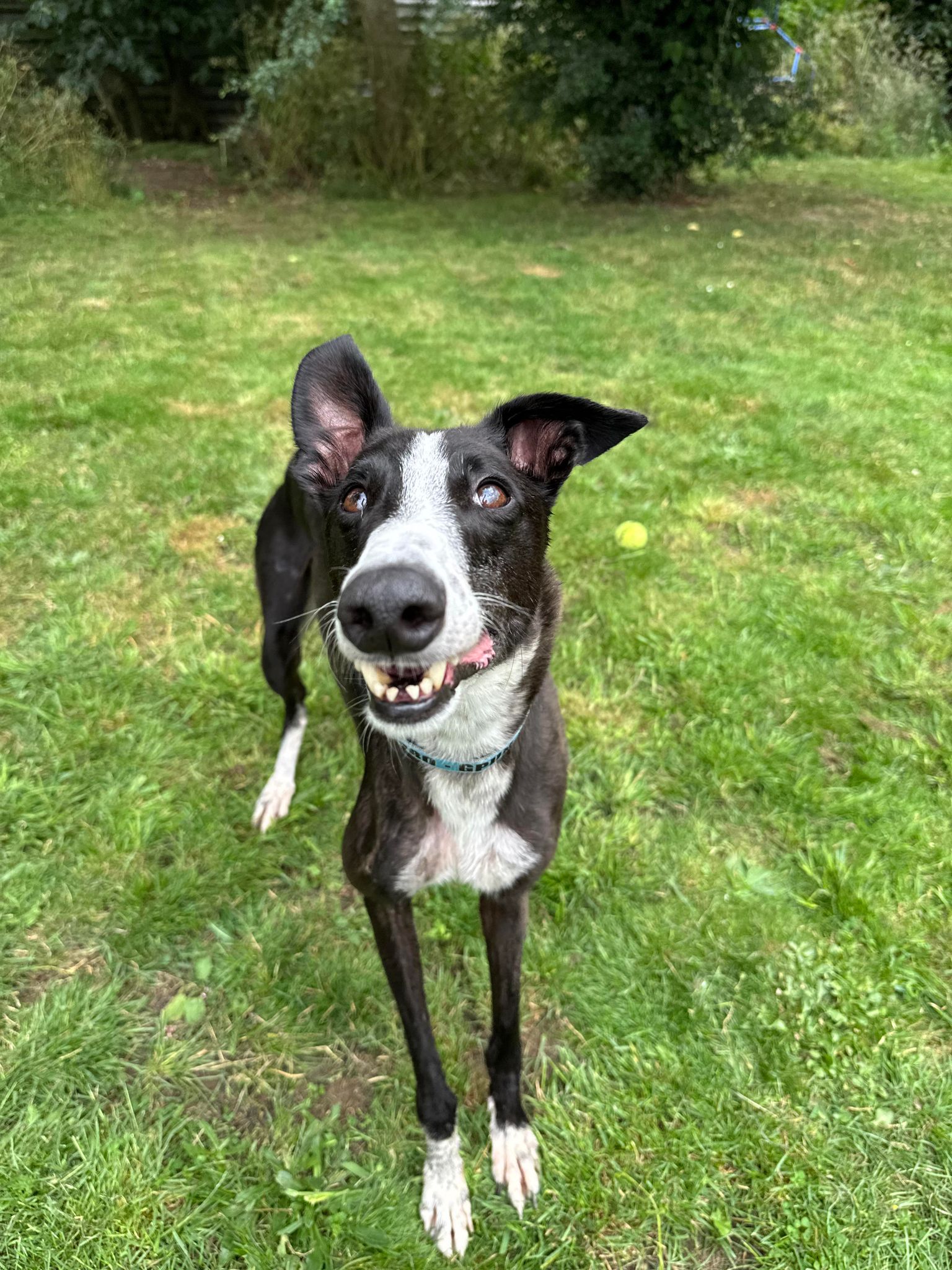 Kris | Candy’s Hound Rescue International