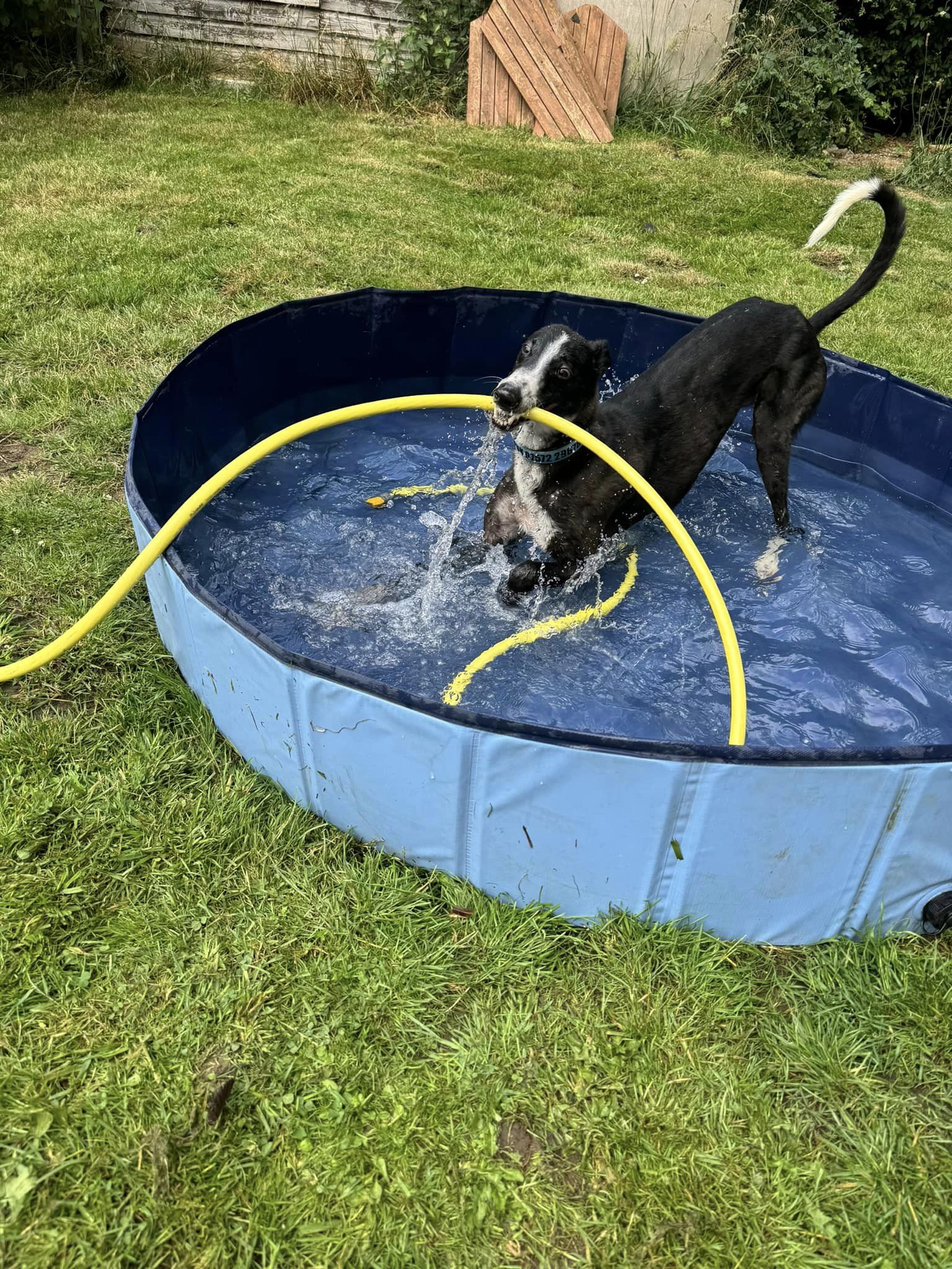 Kris | Candy’s Hound Rescue International