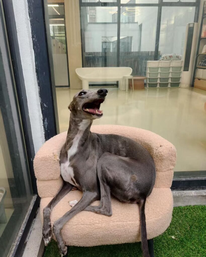 Kim | Candy’s Hound Rescue International